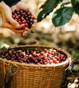 8 Best Organic Coffee Pods (Healthy And Eco-Friendly!)