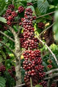 What Is Arabica Coffee? (All You Need To Know)