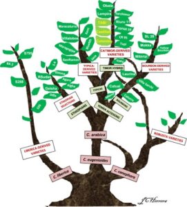 What Is Arabica Coffee? (All You Need To Know)