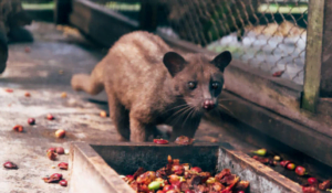 Fermented Coffee (What Is It And Why Is It Special?)