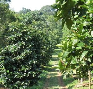 Excelsa Coffee Beans (All You Wanna Know Of This Variety!)