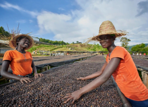 Geisha Coffee Beans | (Why Are They So Popular And Costly?)