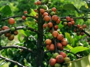 Liberica Coffee Beans | (All You Wanna Know!)