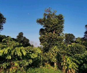 Liberica Coffee Beans | (All You Wanna Know!)