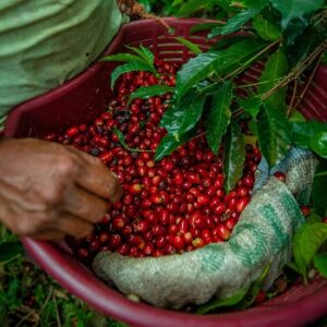 Geisha Coffee Beans | (Why Are They So Popular And Costly?)