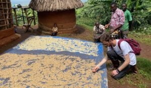 Fermented Coffee (What Is It And Why Is It Special?)