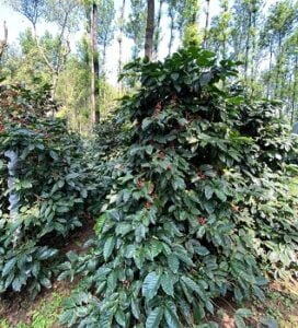 Catimor Coffee Variety (All You Need To Know!)