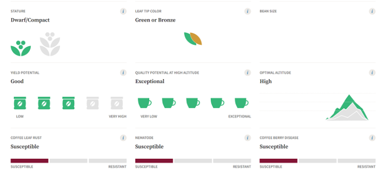 Pacamara Coffee (A Detailed Guide To Speciality Variety!)