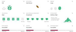 SL 28 And SL 34 Coffee Varieties: Guide To Two Kenyan Icons!