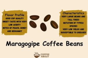Maragogipe Coffee Variety: (A Guide To Elephant Beans!)