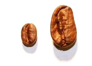 Maragogipe Coffee Variety: (A Guide To Elephant Beans!)
