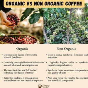 Organic Coffee Vs Regular: (Taste, Health & Sustainability)
