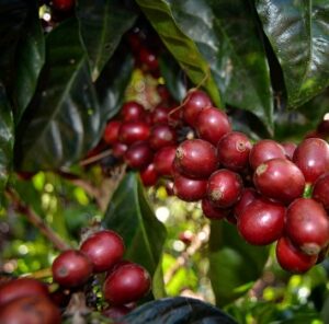 Pacamara Coffee (A Detailed Guide To Speciality Variety!)