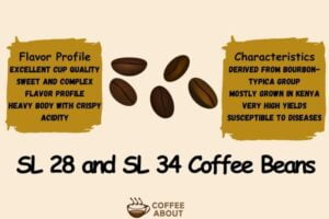 SL 28 And SL 34 Coffee Varieties: Guide To Two Kenyan Icons!