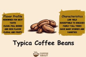 Typica Coffee Beans (ultimate Guide To Arabica Variety!)