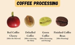 Coffee Processing 101: All Methods Explained!