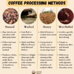 Coffee Processing 101: All Methods Explained!