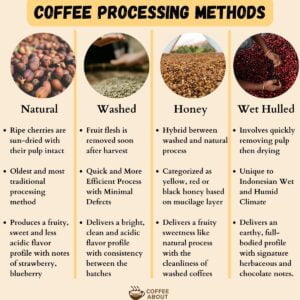 Coffee Processing 101: All Methods Explained!