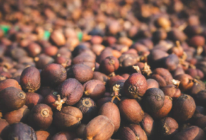 Coffee Processing 101: All Methods Explained!