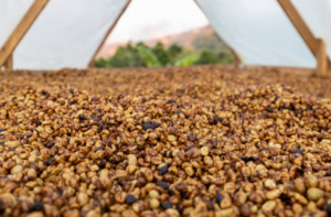 Coffee Processing 101: All Methods Explained!