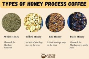 Honey Processed Coffee (What Is It And Why Is It Special?)