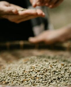 Coffee Processing 101: All Methods Explained!