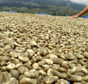 Coffee Processing 101: All Methods Explained!