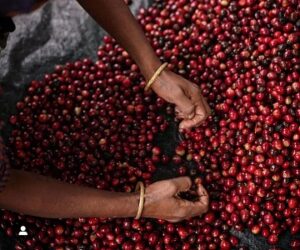 Coffee Processing 101: All Methods Explained!