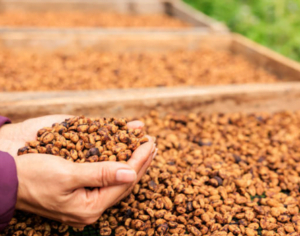 Honey Processed Coffee (What Is It And Why Is It Special?)