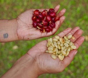 What Is Cascara? (Benefits & Recipe Of Coffee Cherry Tea)